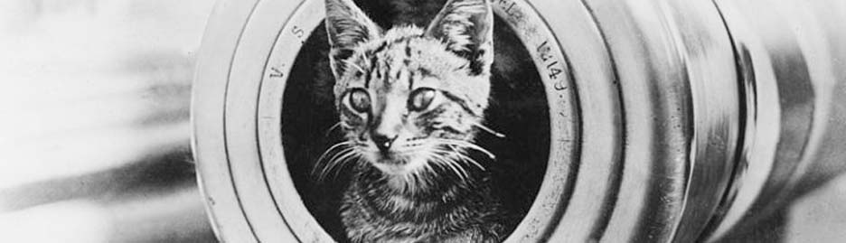7 animals you probably didn't know were used in warfare - Legion Magazine