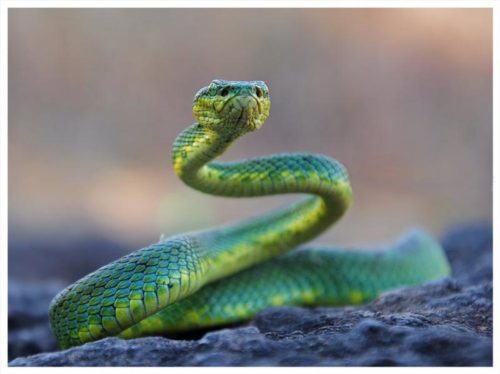 Snakes on a chopper: Vietnam vets tell harrowing serpentine tales ...